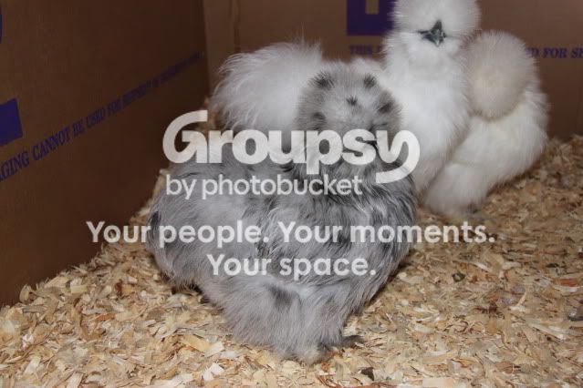 12+ Buff & BBS Silkie eggs *SUNDOWN SILKIES* *NY* NPIP | BackYard ...
