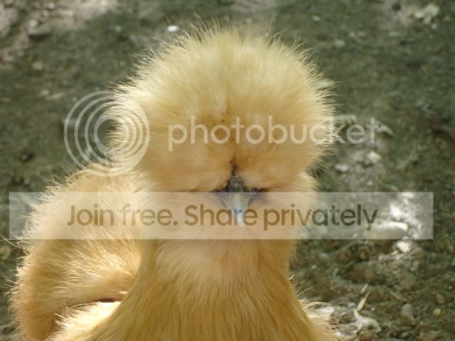 6+ Bearded Buff Silkie Hatching Eggs ~*SUNDOWN SILKIES*~ *NY* NPIP ...