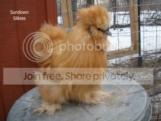 12+ Buff & BBS Silkie eggs *SUNDOWN SILKIES* *NY* NPIP | BackYard ...
