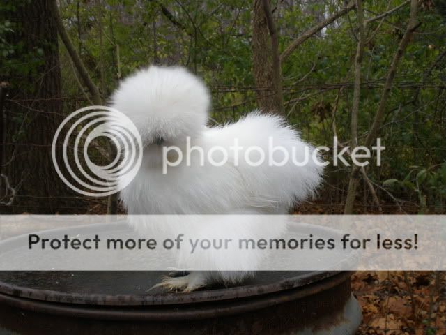White Silkie Pullet - PIC | BackYard Chickens - Learn How to Raise Chickens