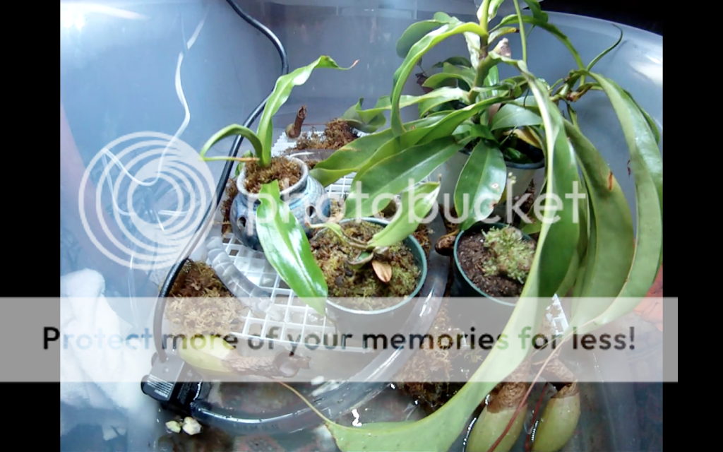 New terrarium Setup and questions!! - FlyTrapCare Forums