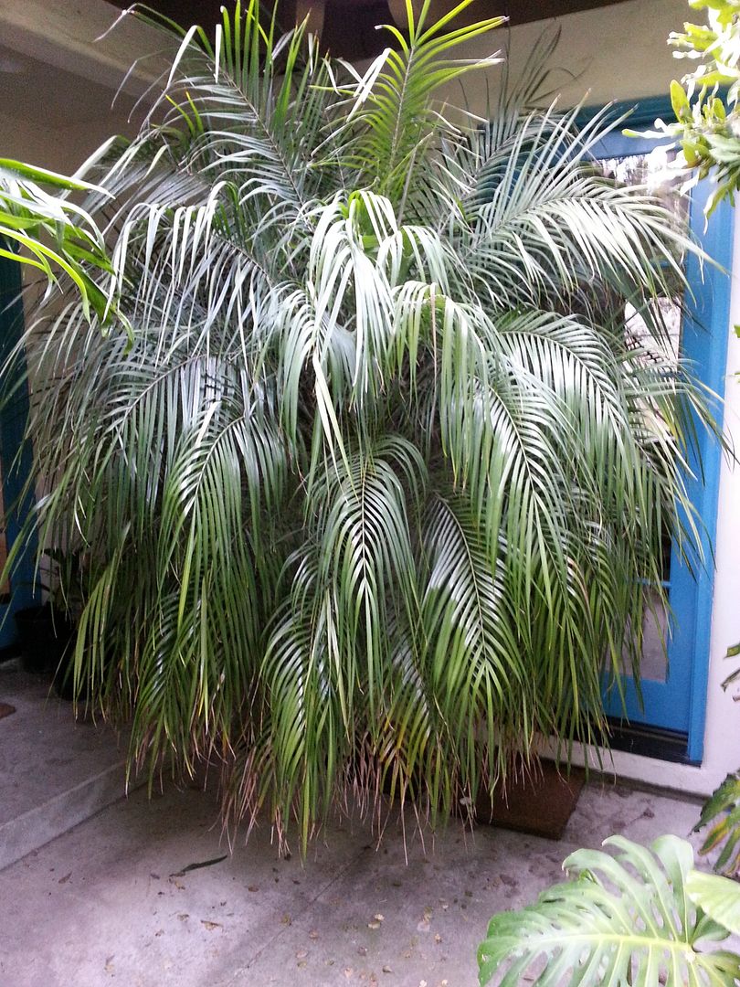 Differences in Roebelinii between florida and Cali? - DISCUSSING PALM ...