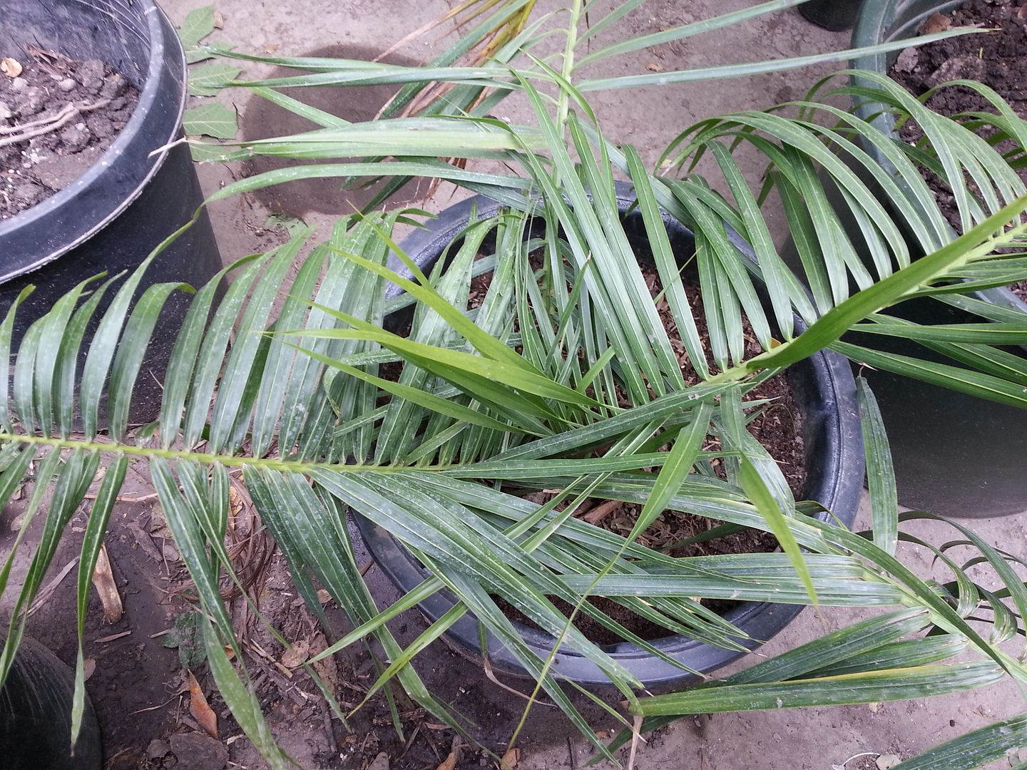 The Grand Dypsis Experiment - DISCUSSING PALM TREES WORLDWIDE - PalmTalk