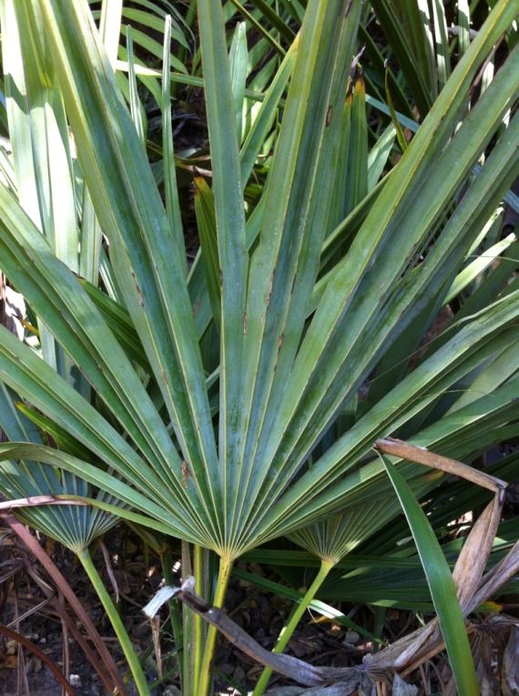 Palm ID - Deeply split palmate leaf, trachy? - DISCUSSING PALM TREES ...