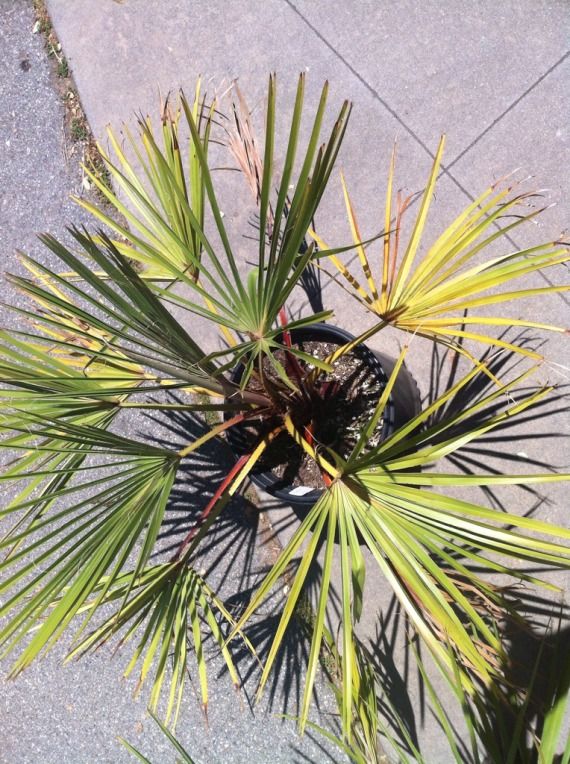 brahea nitida X brahea brandegeei - DISCUSSING PALM TREES WORLDWIDE ...