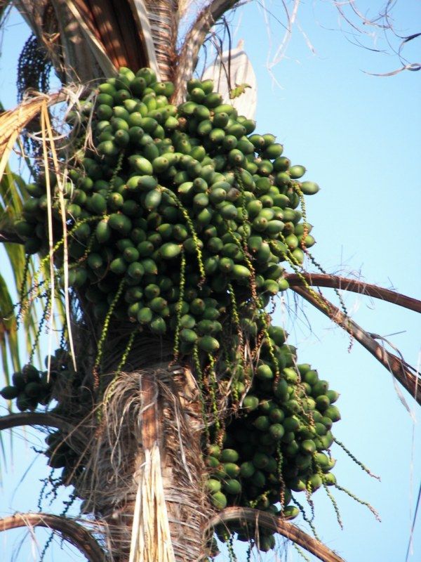 Syagrus botryophora - DISCUSSING PALM TREES WORLDWIDE - PalmTalk