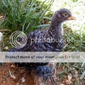 Sebright, Silkie or Bantam Cochin Contest!!! Results on Page Three ...