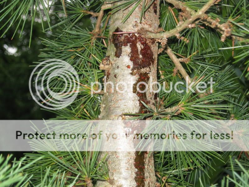 Sap oozing on Deodar Cedar