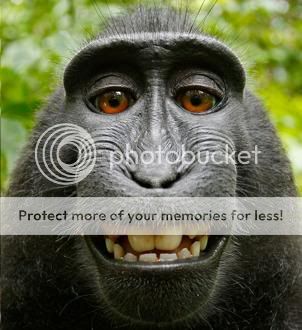 FARK.com: (6354176) Monkey steals camera to take pictures of himself ...